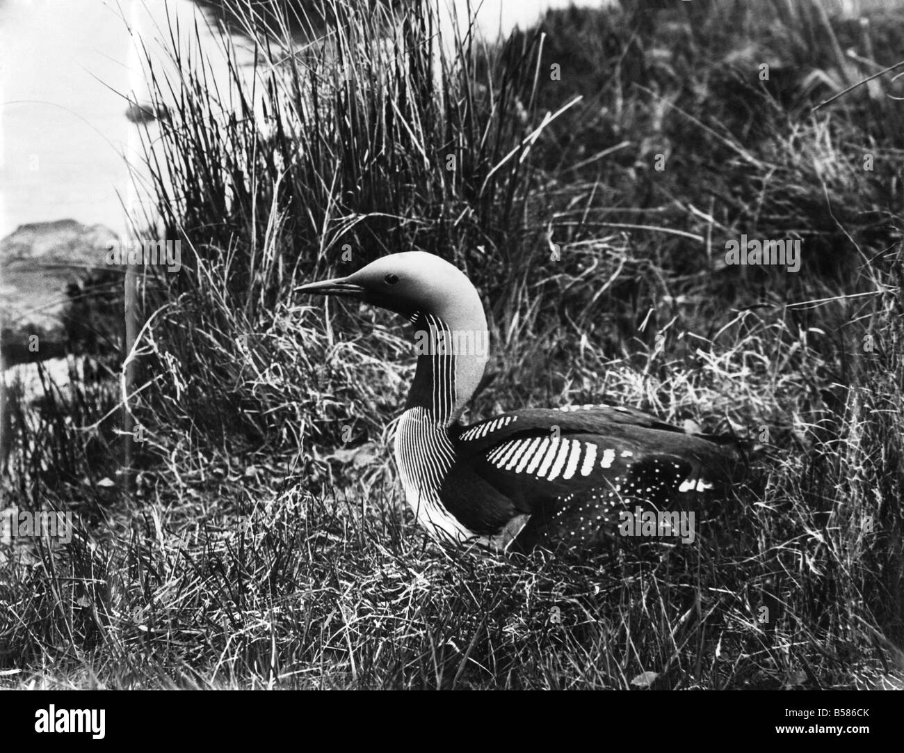 Black Throated diver. November 1927 P004577 Stock Photo - Alamy Black Throated diver. November 1927 P004577 Stock Photo - Alamy