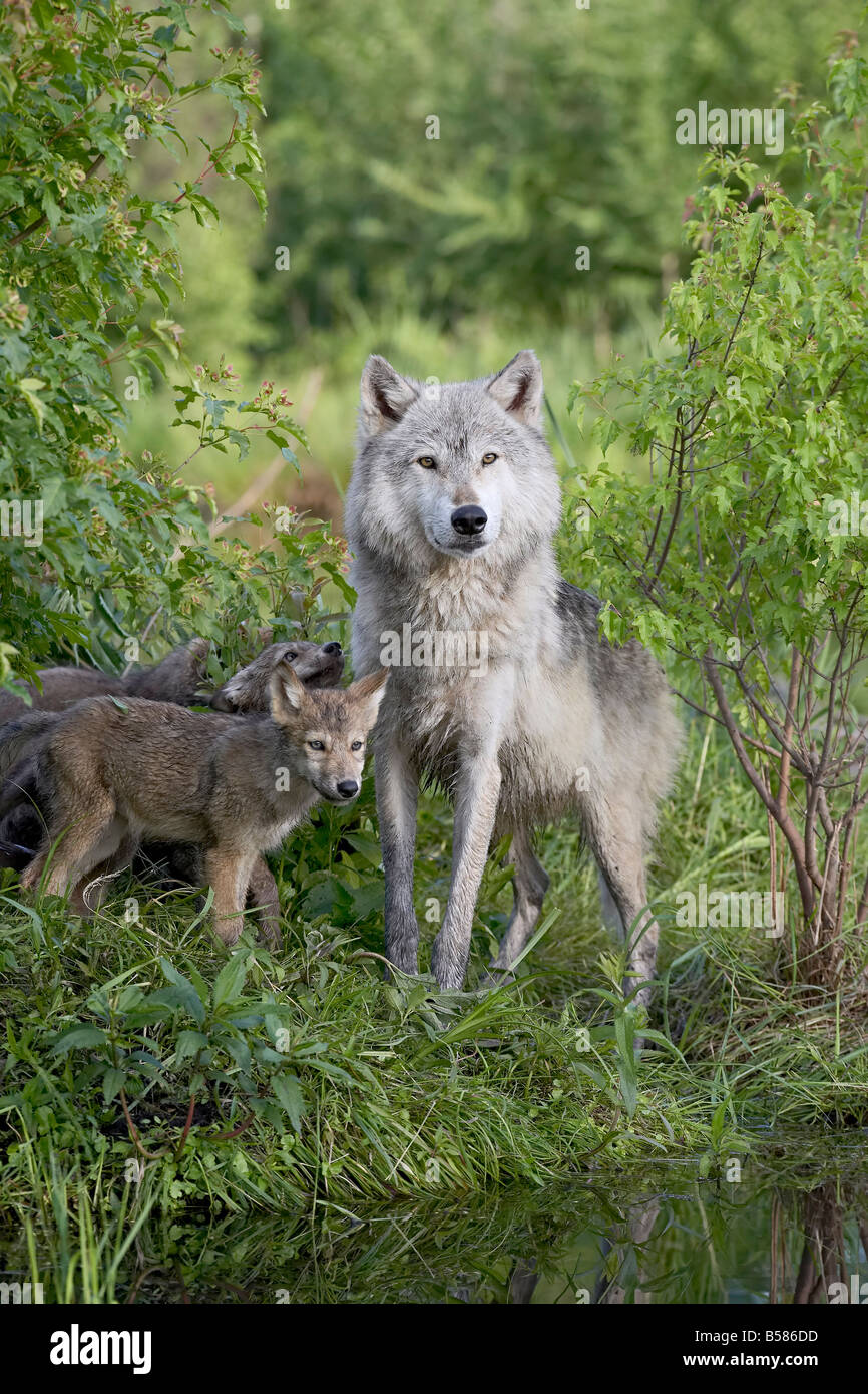 Adult gray wolf hi-res stock photography and images - Alamy