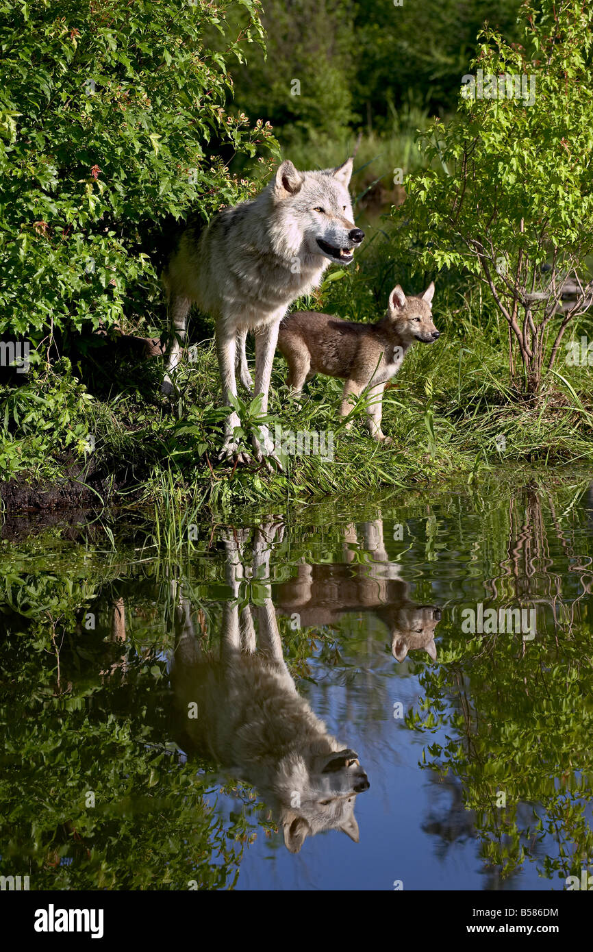 Gray wolf (Canis lupus) adult and pup, in captivity, Sandstone ...