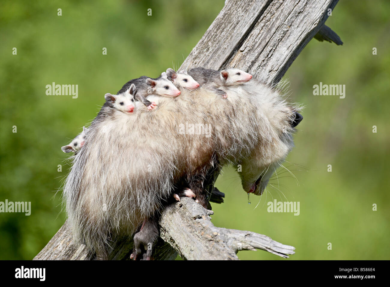Newborn Baby Opossum