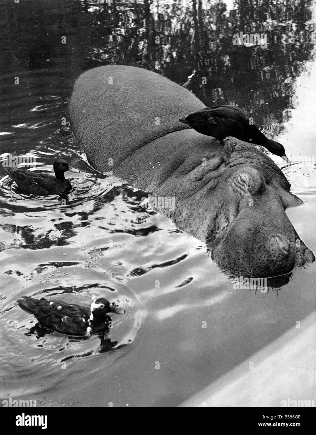 Great ducks Black and White Stock Photos & Images - Alamy