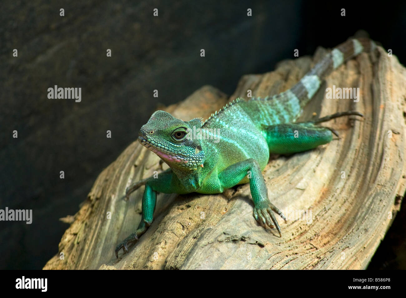 Lizard resting on a branch of wood Stock Photo - Alamy