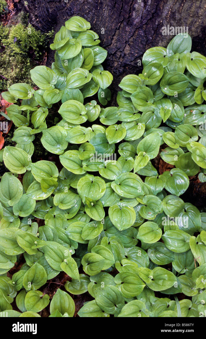 Plants may lily hi-res stock photography and images - Alamy