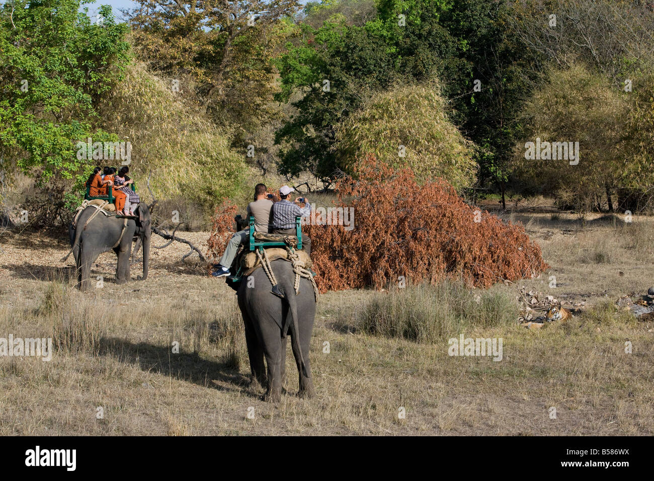 Elephant ride and Indian tiger, Bandhavgarh Tiger Reserve, Madhya ...