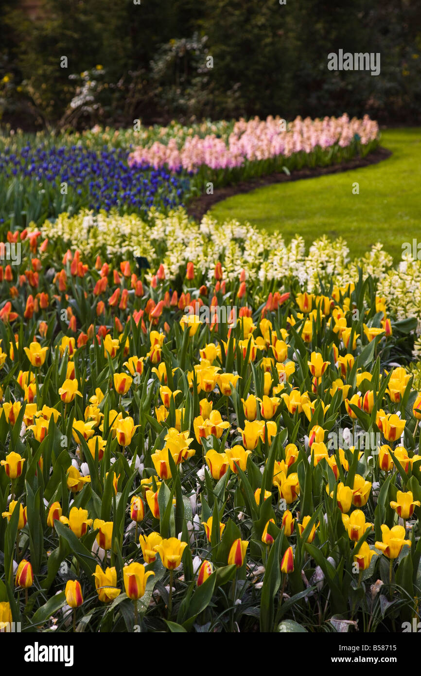 Tulip flower borders, Keukenhof, park and gardens near Amsterdam ...