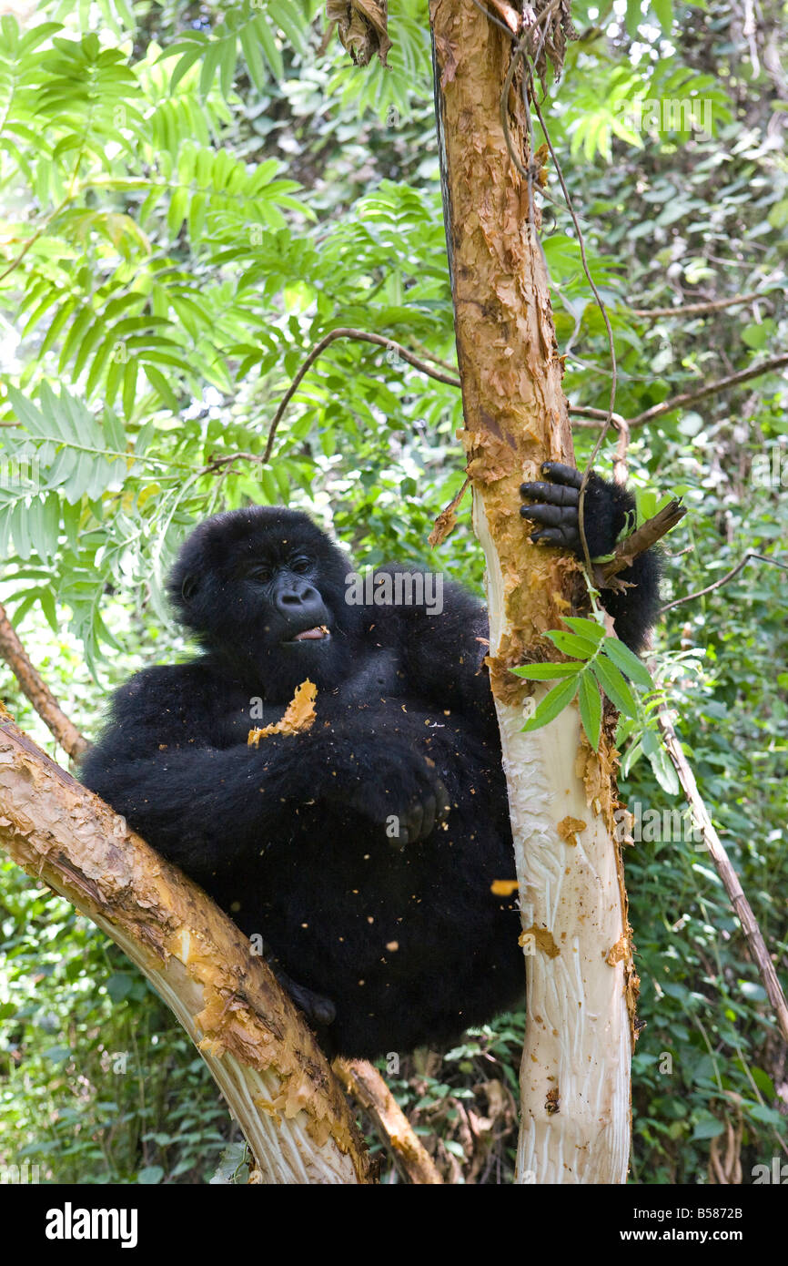 Mountain Gorilla (Gorilla gorilla beringei) eating tree bark, Kongo, Rwanda, Africa Stock Photo ...