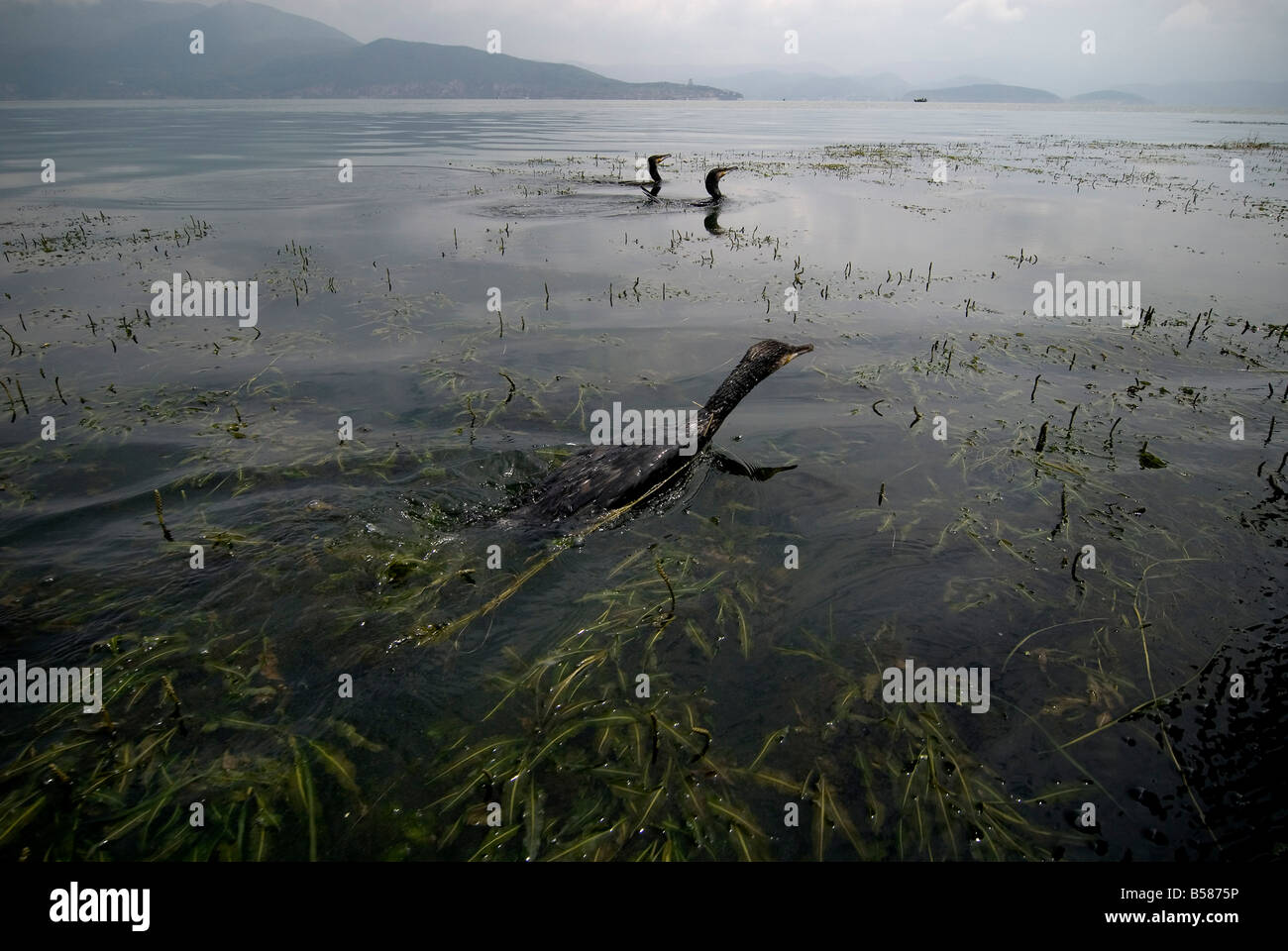 Dali yunnan fishing hi-res stock photography and images - Alamy