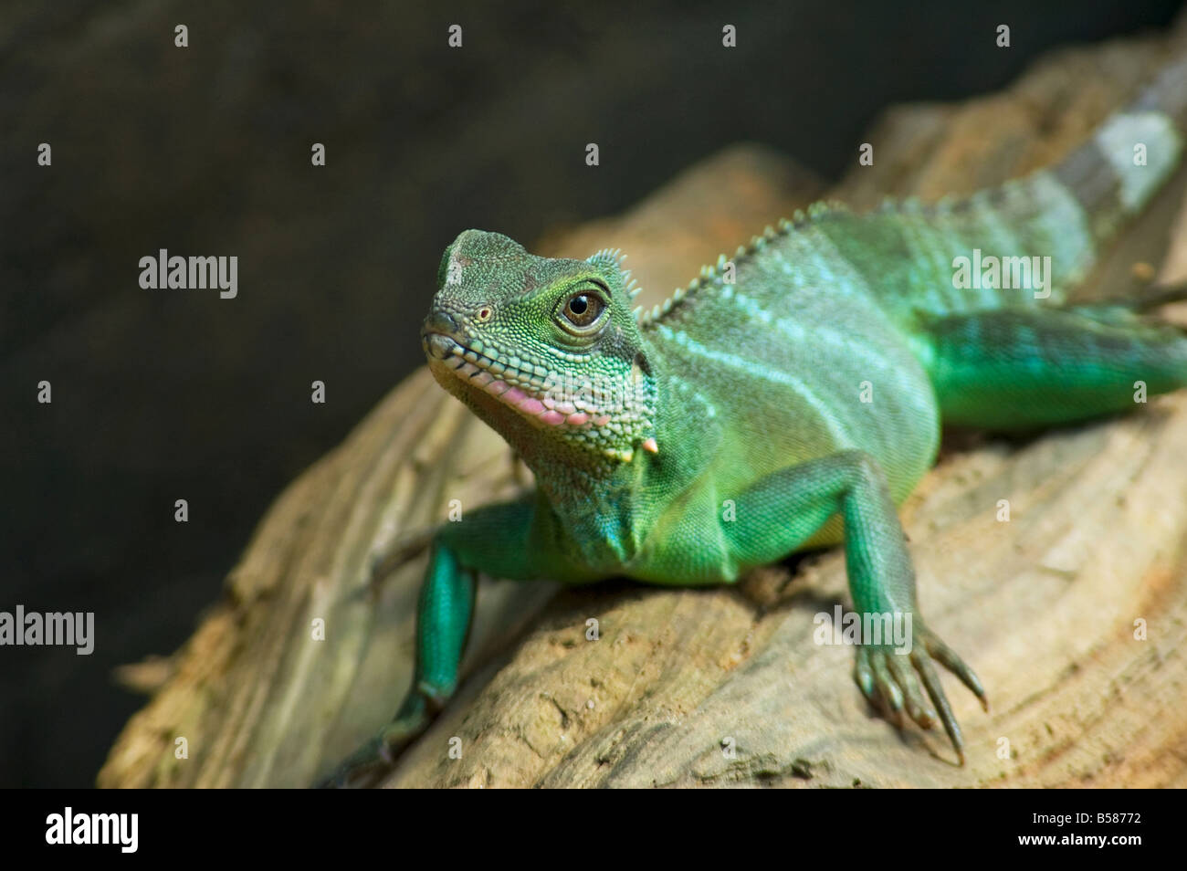 Animal wildelife hi-res stock photography and images - Alamy