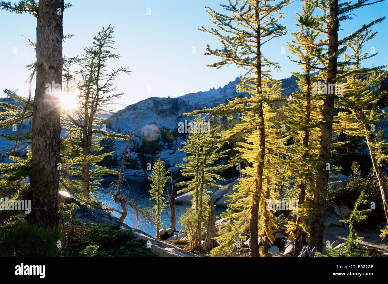 Alpine larch trees (Larix lyalli), Enchantment Lakes, Alpine Lakes ...