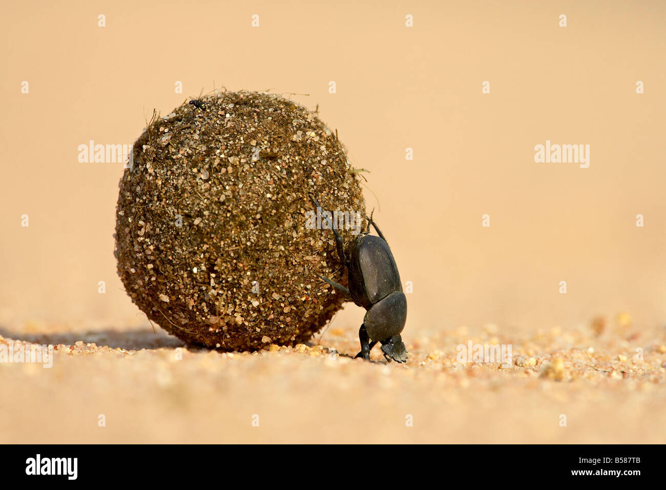 Dung beetle pushing dung ball hi-res stock photography and images - Alamy