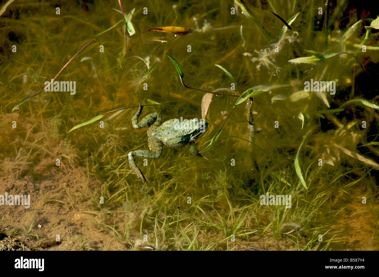 Puddle frog hi-res stock photography and images - Alamy