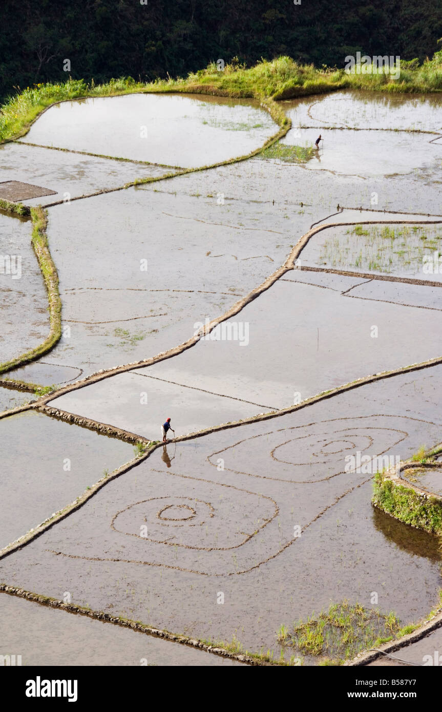 Elderly woman working in water filled rice terraces with fish traps ...