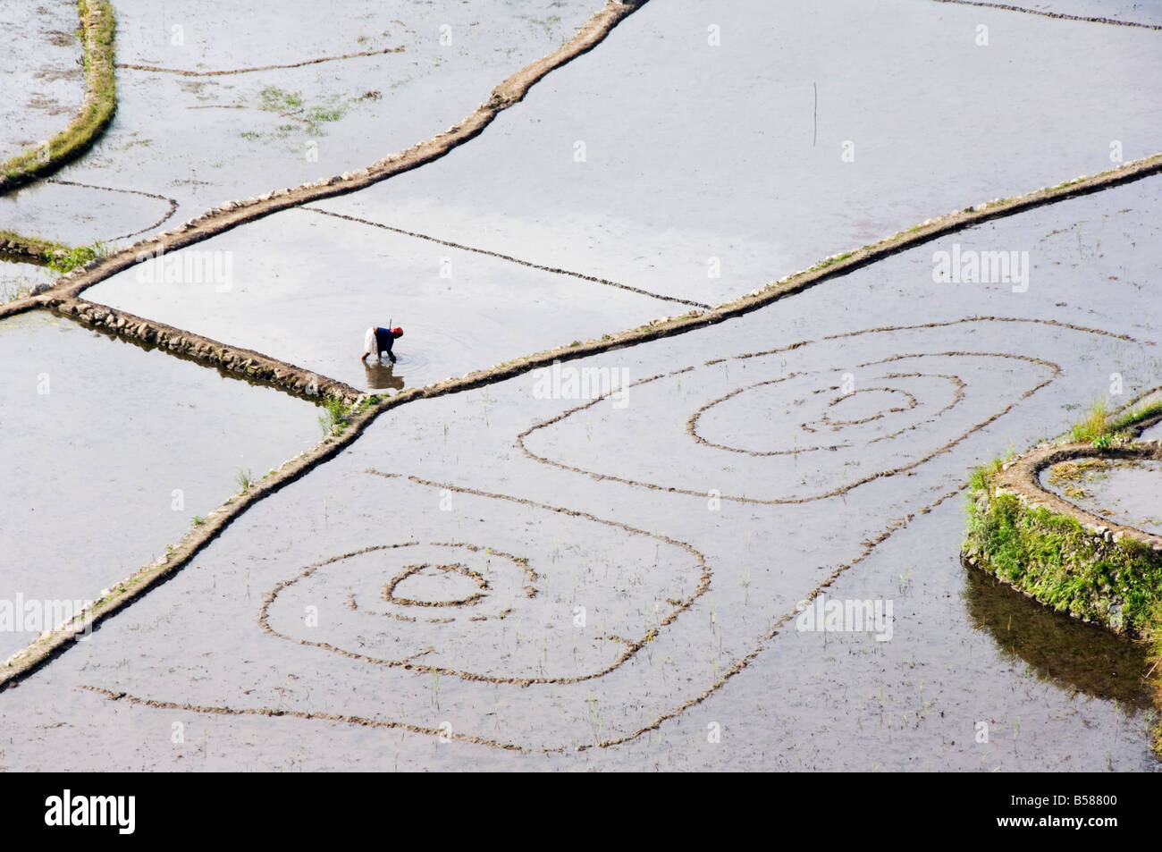 Elderly woman working in water filled rice terraces with fish traps ...