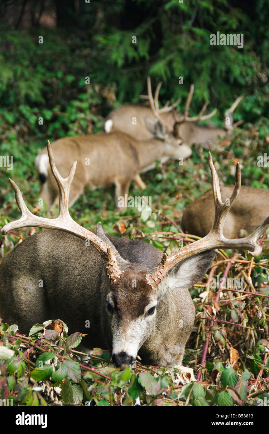 Mule buck deer with an impressive set of antlers, Yosemite National ...