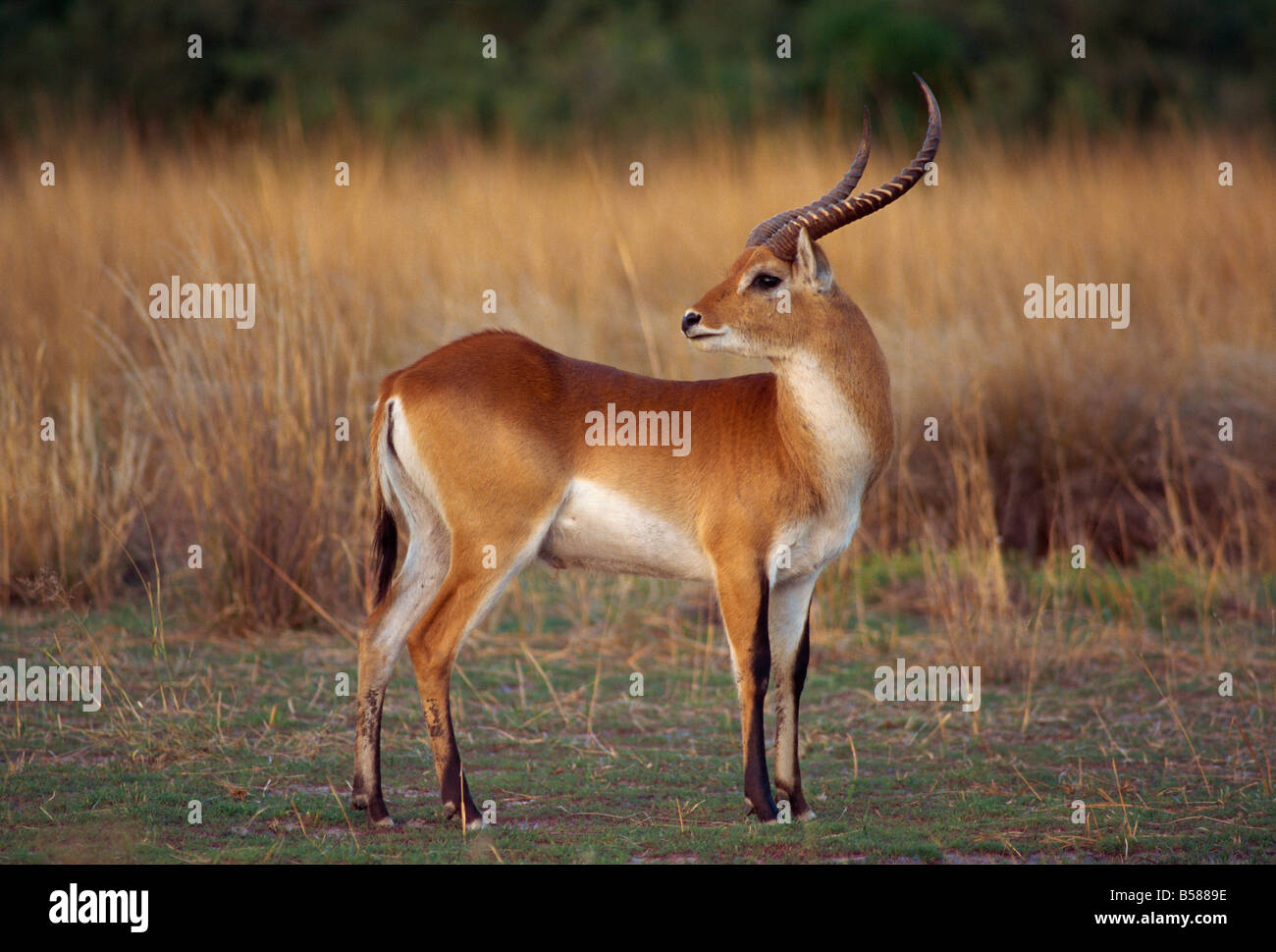 Red Lechwe Kobus leche Okavango delta Botswana South Africa P Allen ...