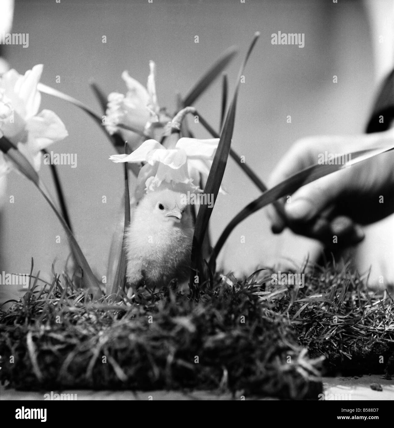 Cute chick easter Black and White Stock Photos & Images - Alamy