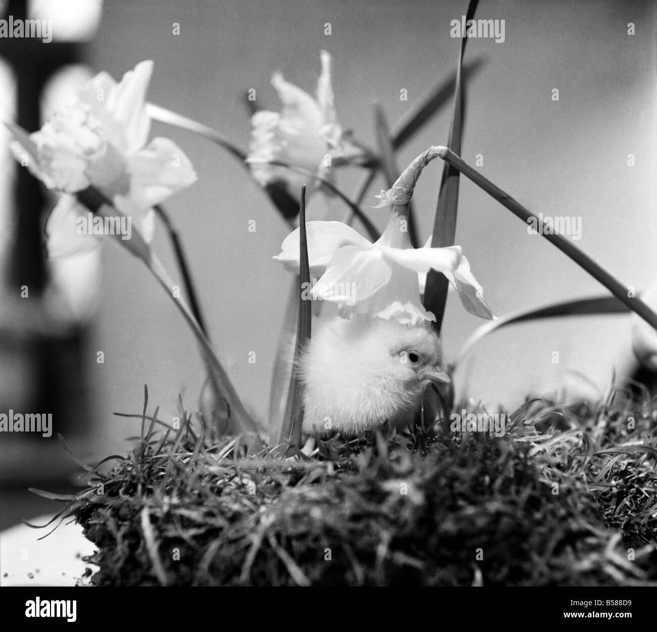 Cute chick easter Black and White Stock Photos & Images - Alamy
