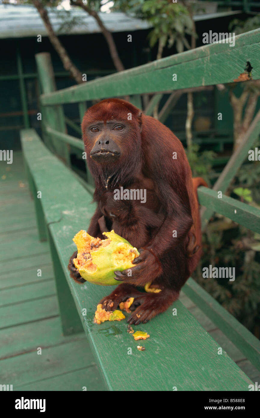Monkeys of brazil hi-res stock photography and images - Alamy