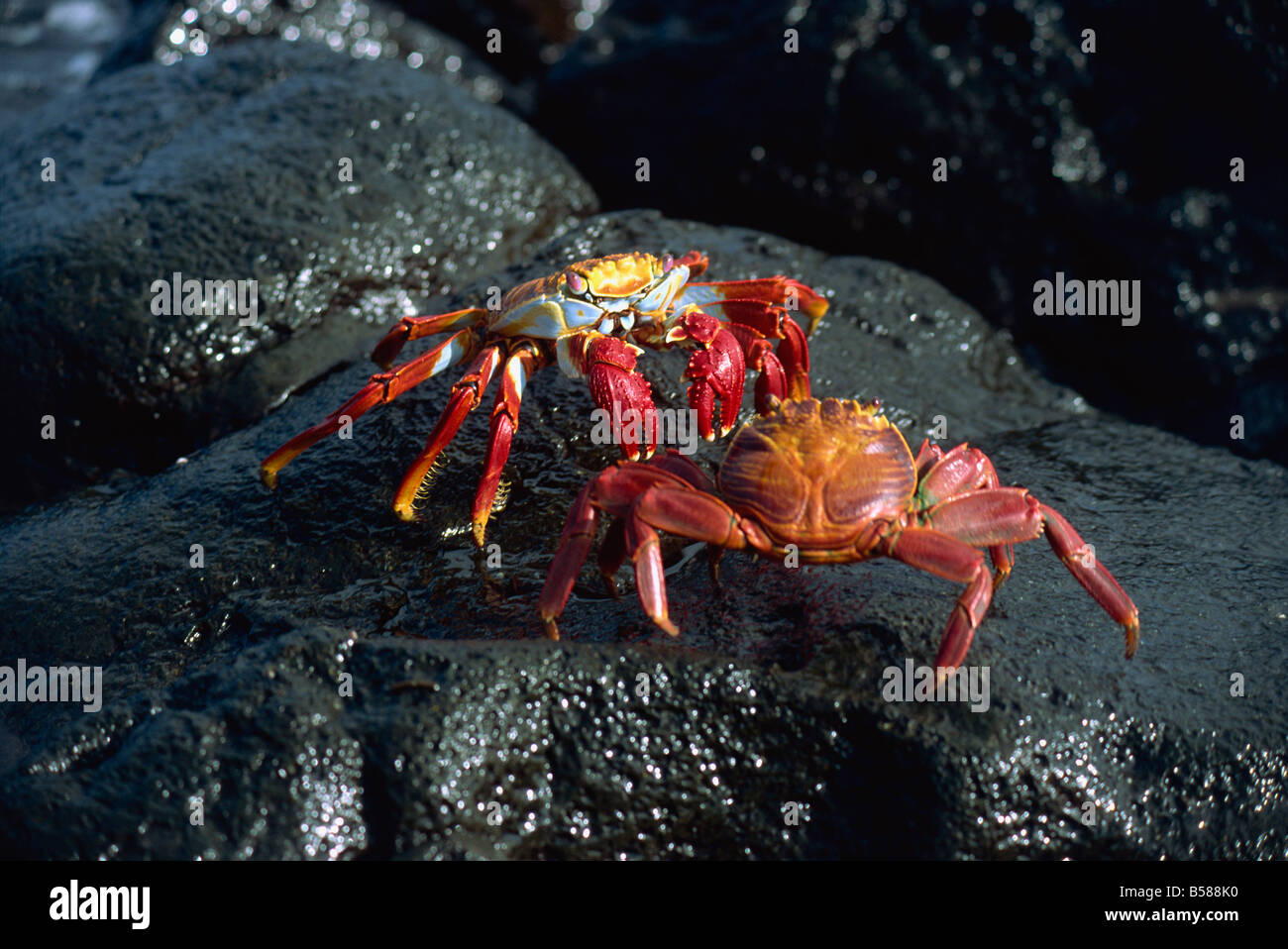 Crabs Fighting High Resolution Stock Photography and Images - Alamy
