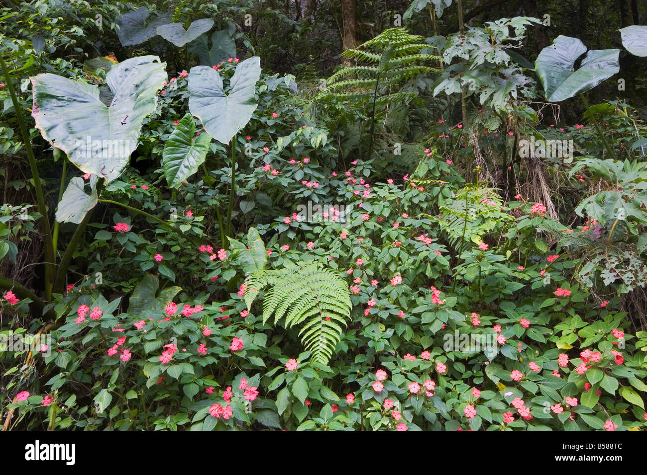 The rio pastaza valley hi-res stock photography and images - Alamy