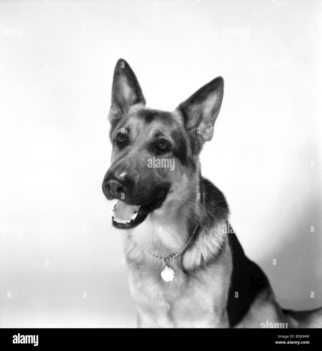 Alsation Black and White Stock Photos & Images - Alamy
