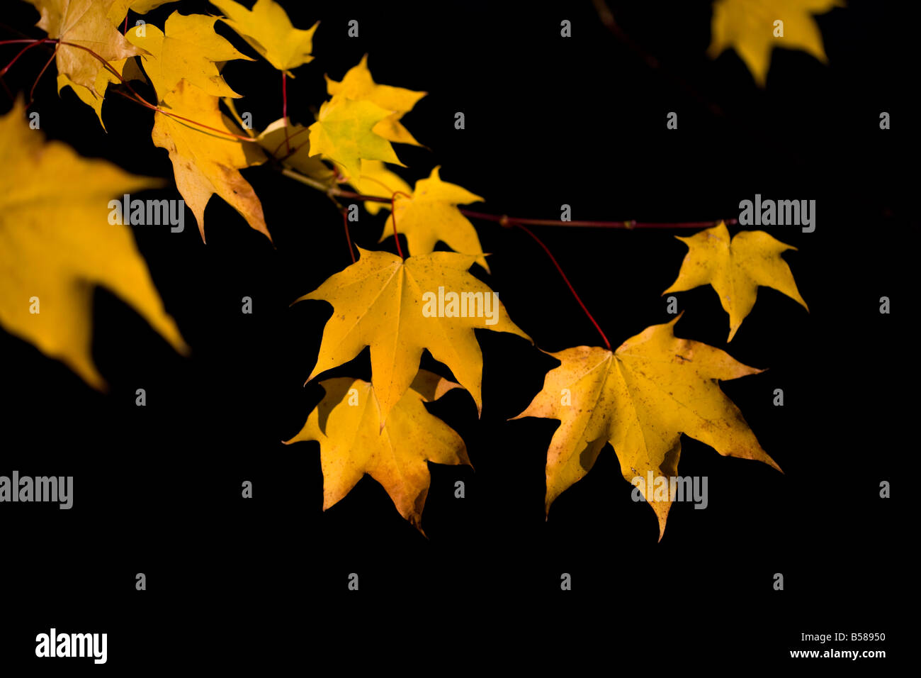 Gold colourful hi-res stock photography and images - Alamy