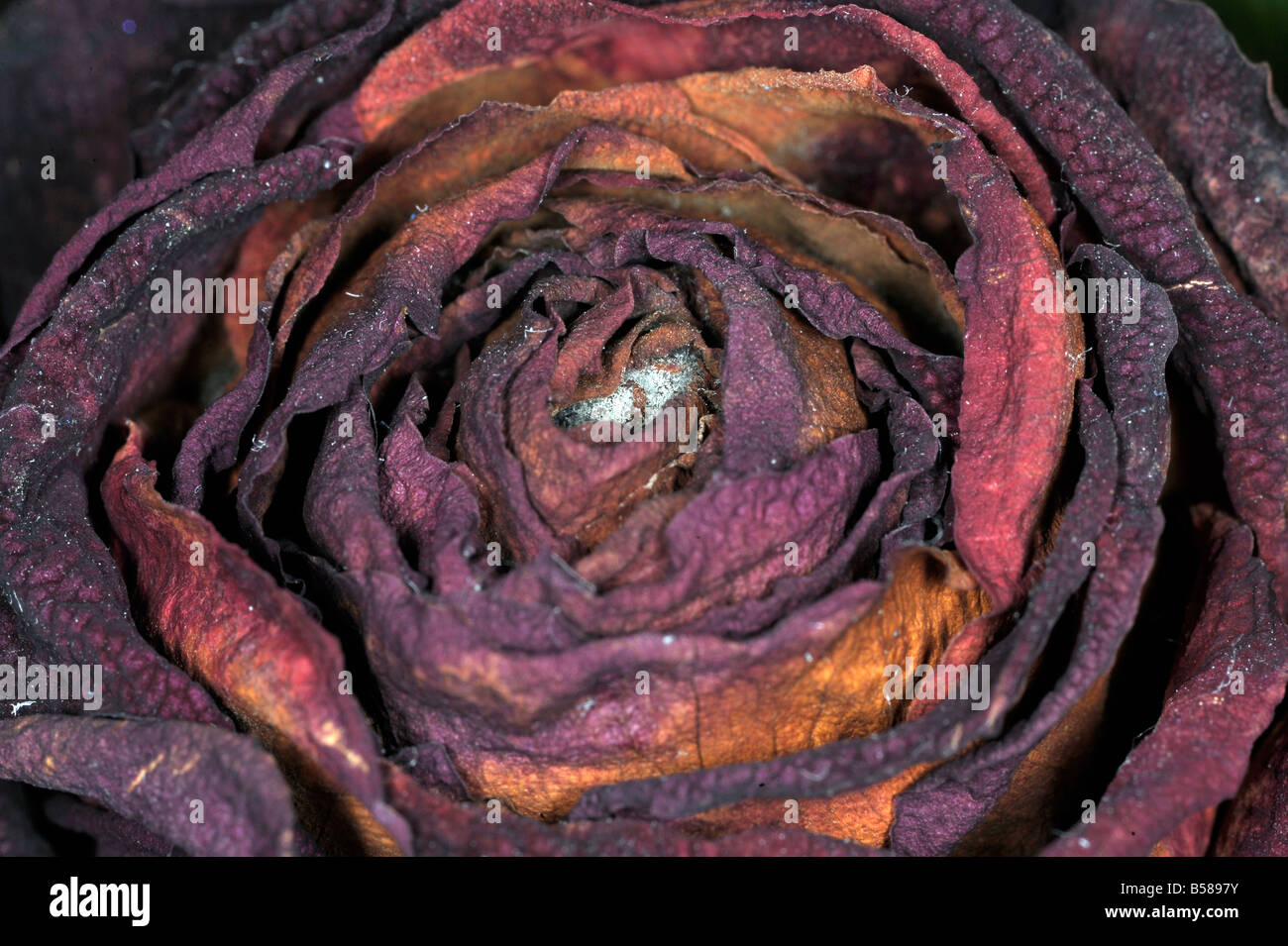 red purple rose funereal funeral dying decaying flower detail macro ...