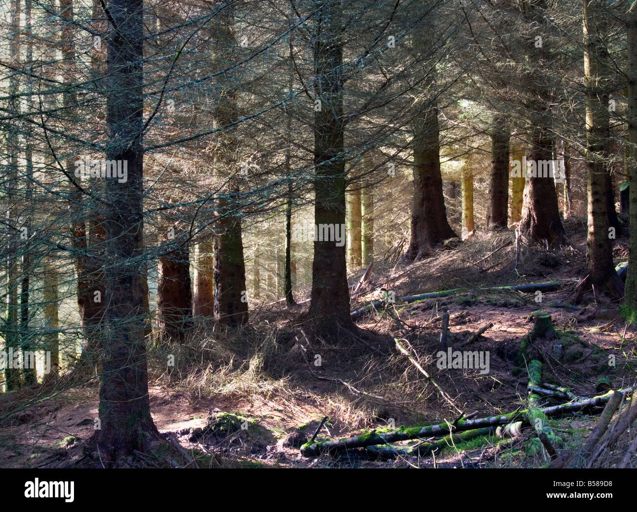 Commercial forestry in Glen Lyon Stock Photo - Alamy