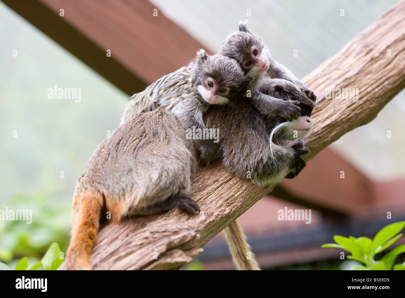 Two baby monkeys clinging onto parents back Stock Photo - Alamy