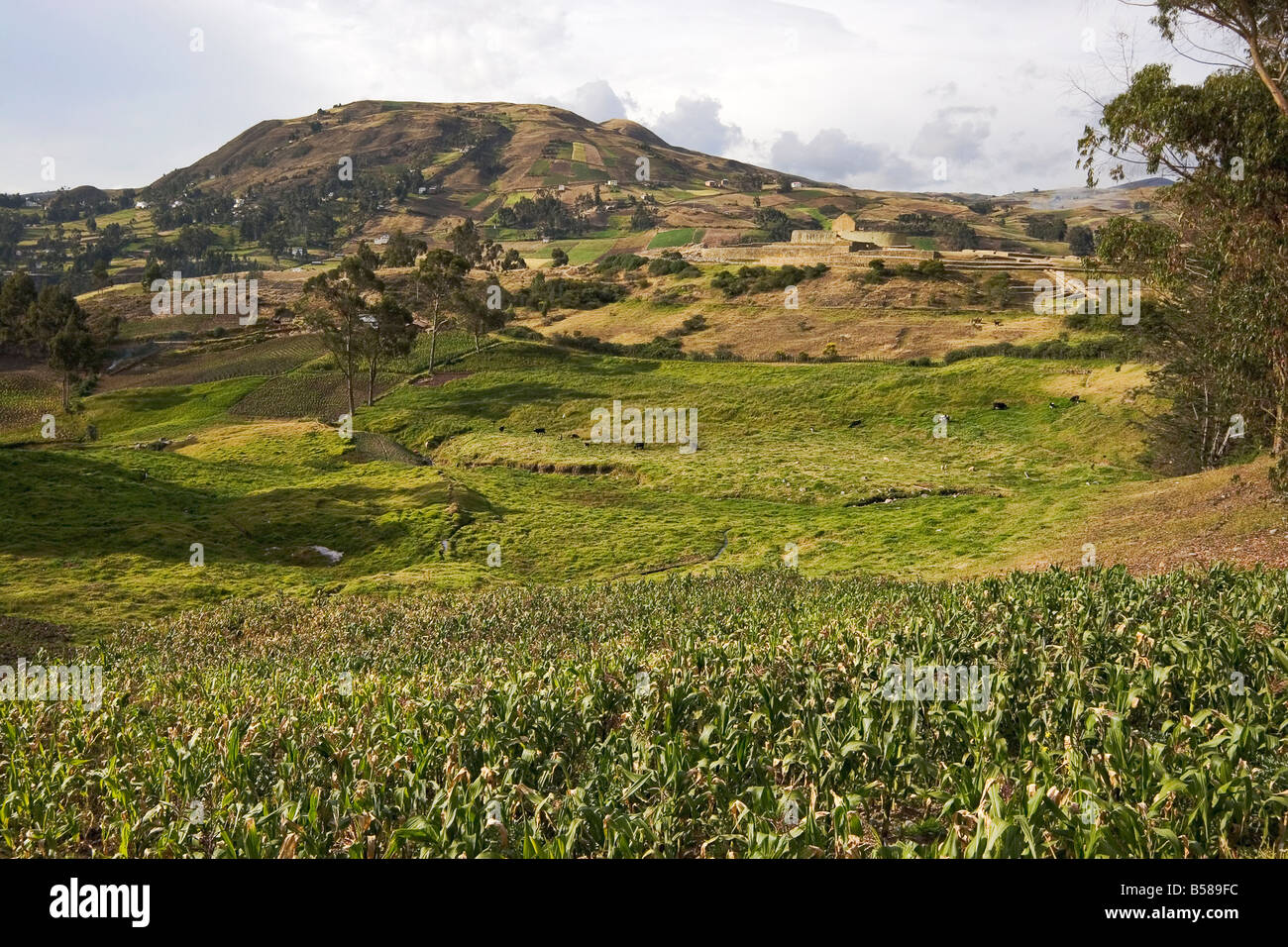 Looking across maize fields of the Canari people towards the Temple of ...
