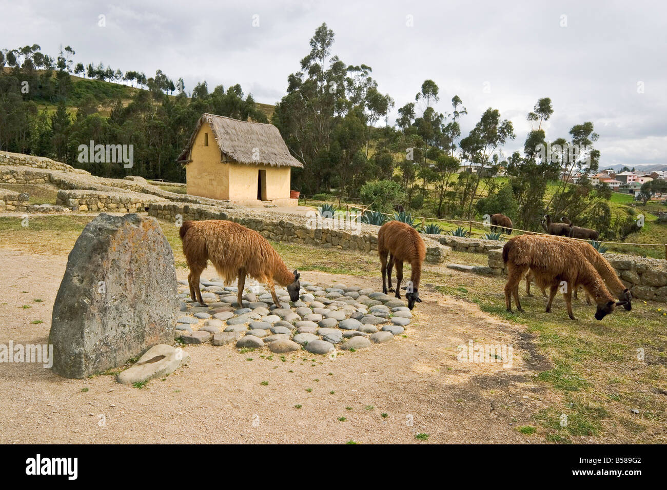Llamas grazing near reconstructed dwelling at the most important Inca ...