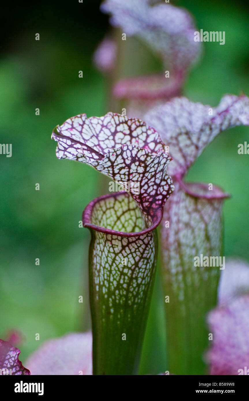 Pitcher plants at Kanapaha Gardens Gainesville Florida Sarracenia ...