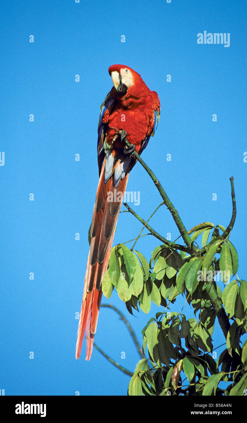 Tikal animals hi-res stock photography and images - Alamy