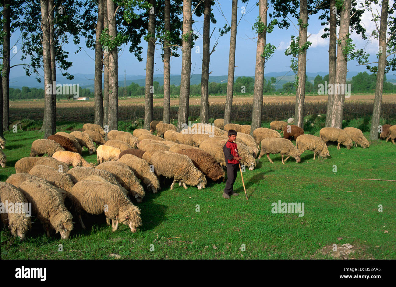Shepherd boy hi-res stock photography and images - Alamy