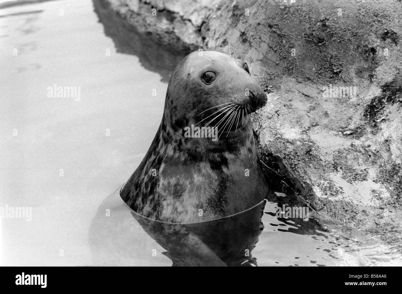Seal of london hi-res stock photography and images - Alamy
