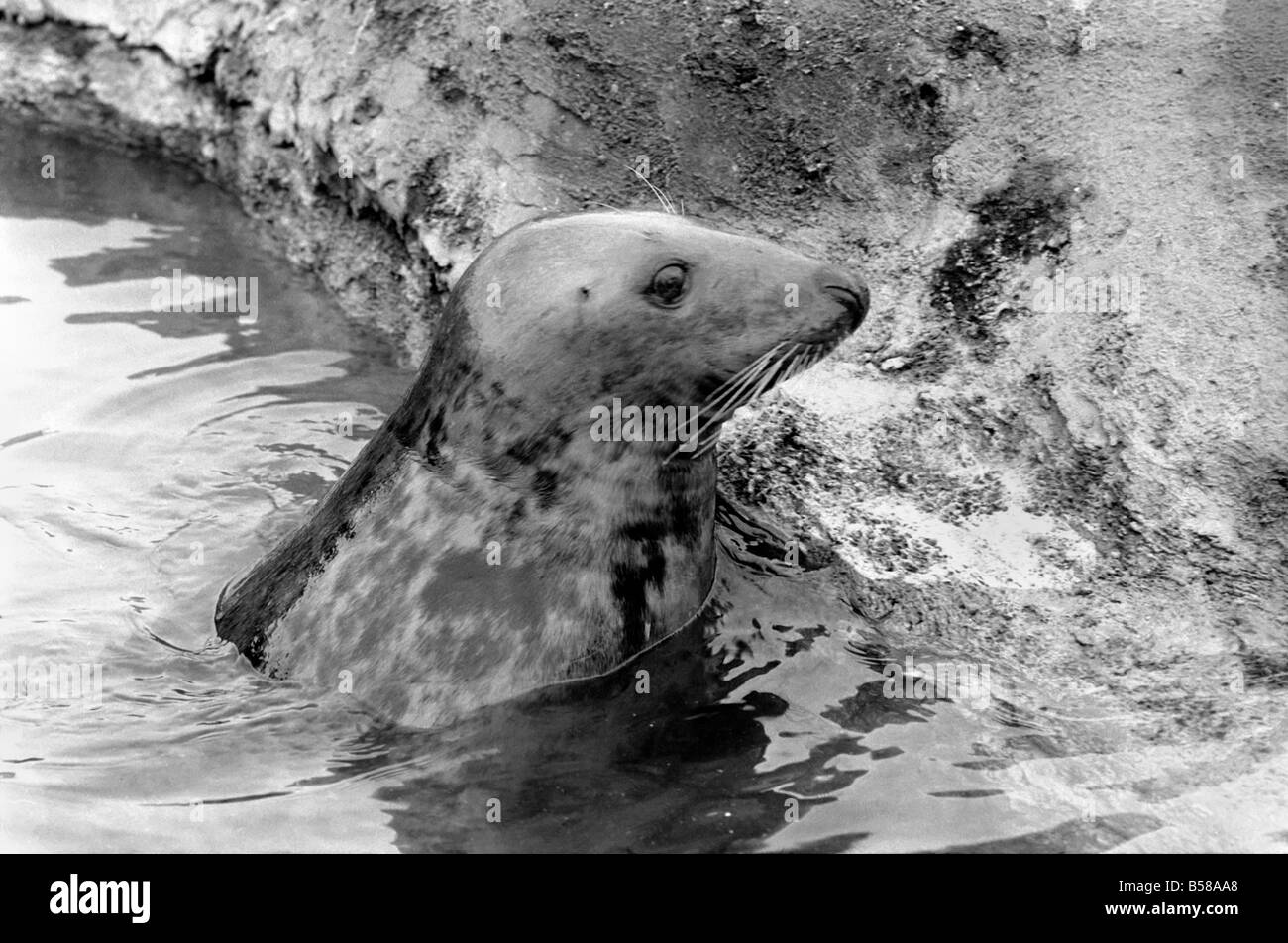 Seal of london hi-res stock photography and images - Alamy