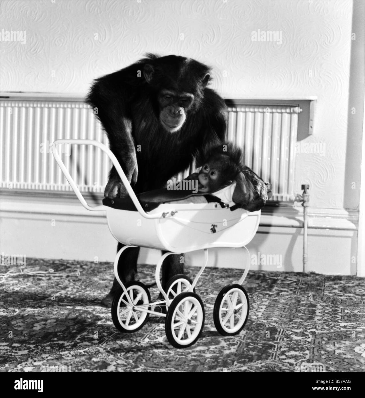 Chimp and Orang-Utang: Little Butterfly: Everyone lends a hand to rear ...