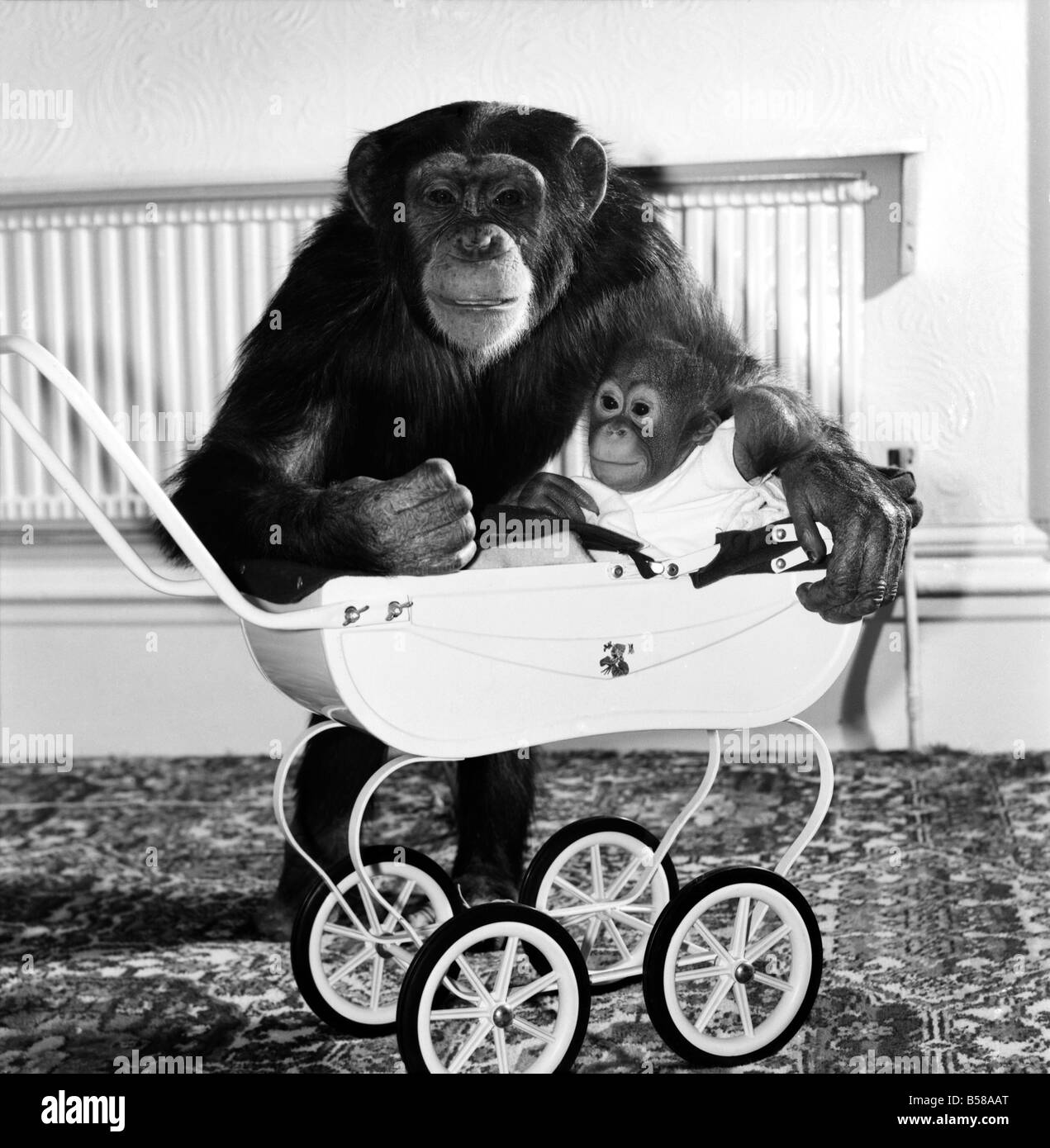 Chimp and Orang-Utang: Little Butterfly: Everyone lends a hand to rear ...