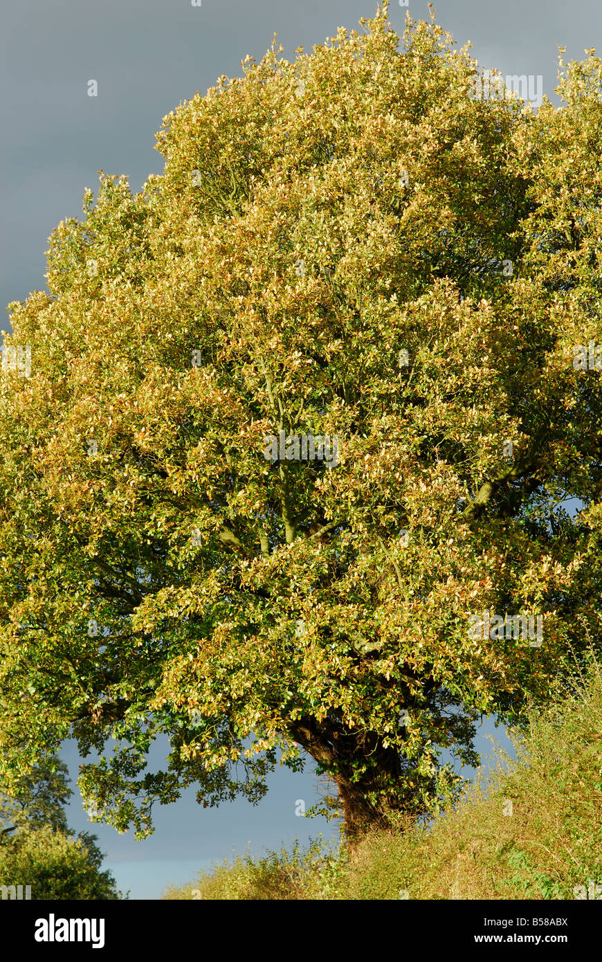 Oak Tree Autumn Stock Photo - Alamy Oak Tree Autumn Stock Photo - Alamy