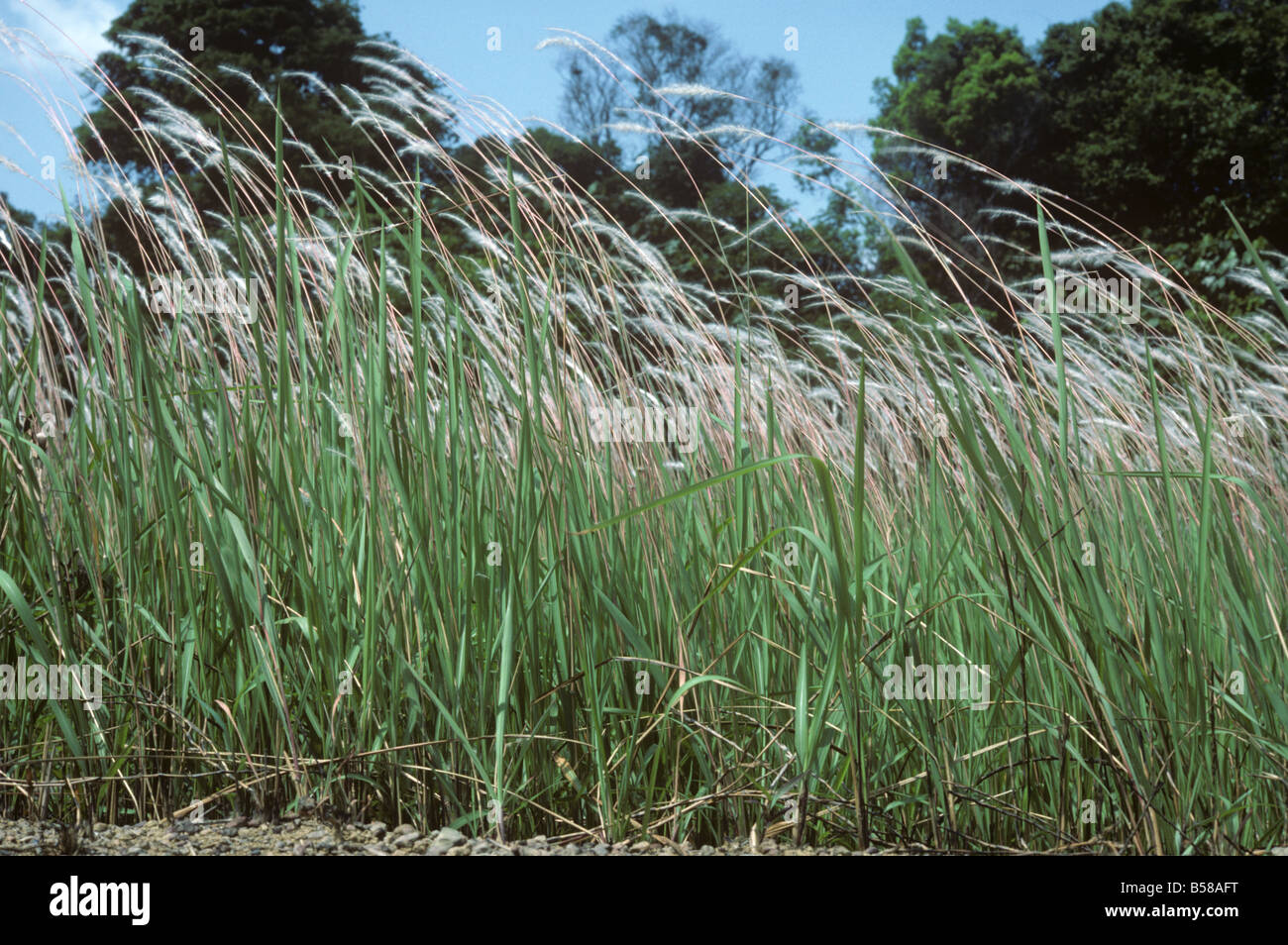 Cogongrass or lalang Imperata cylindrica seeding flower spikes Malaysia ...
