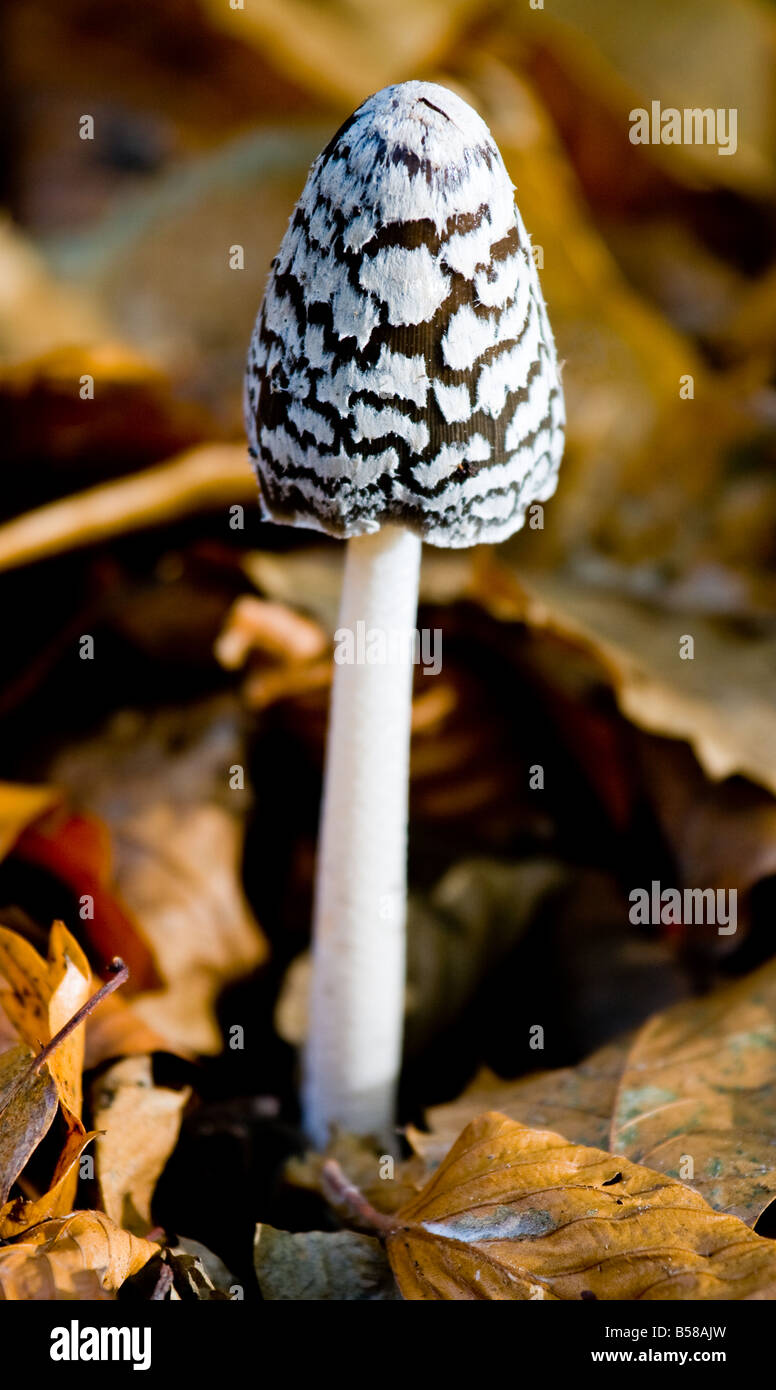 Ink fungus hi-res stock photography and images - Alamy