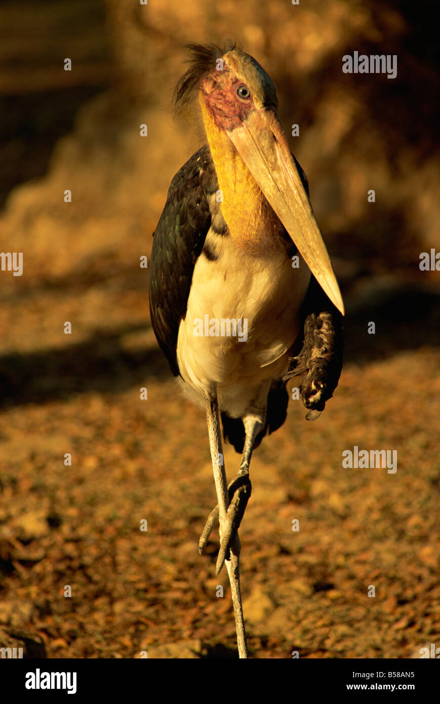 Myanmar birds hi-res stock photography and images - Alamy