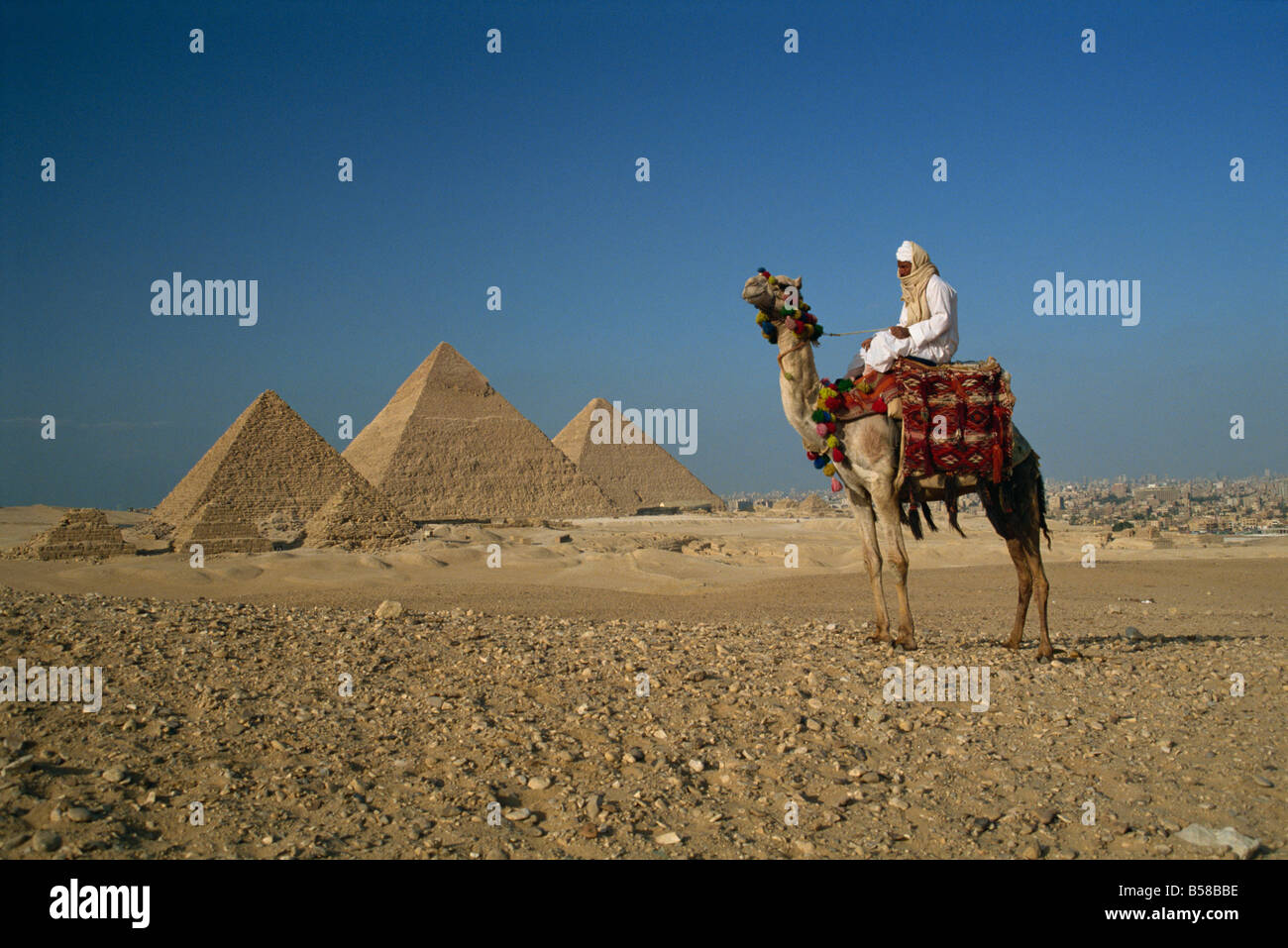 Camel and rider near the Pyramids, UNESCO World Heritage Site, Giza ...