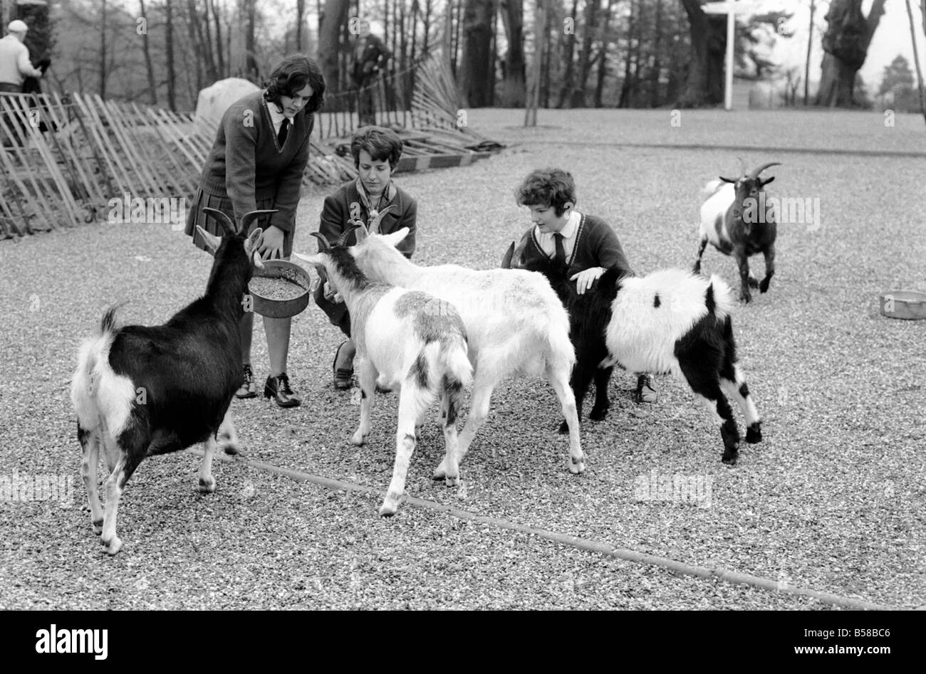 Betty' the goat goes to school: Sallie and Jean with help of teacher ...