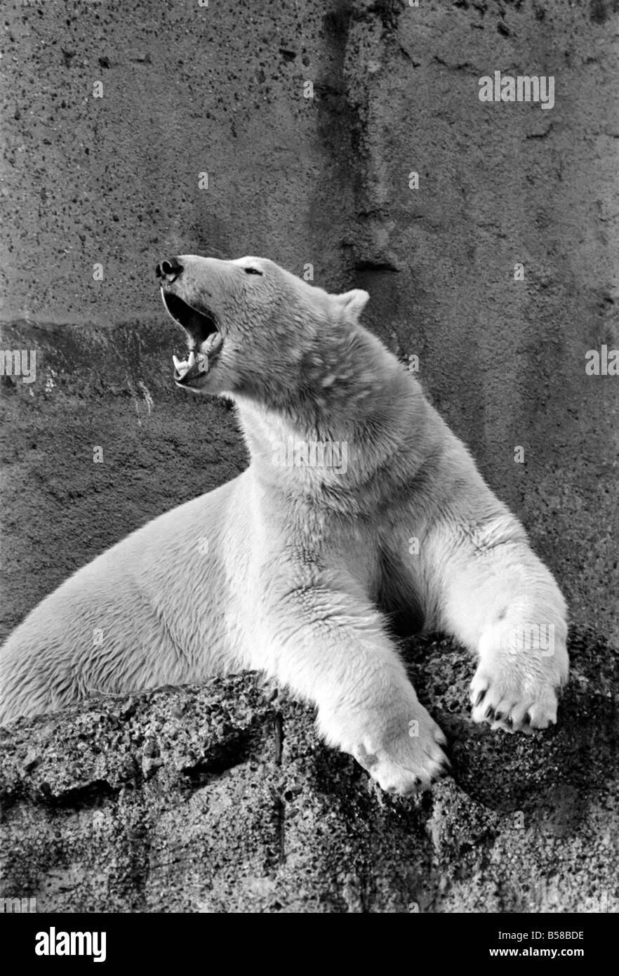 London Zoo's Polar Bear Pipaluk seen here enjoying the recent cold snap ...
