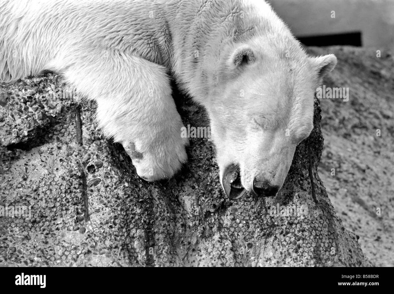 London Zoo's Polar BearPolar Bear Pipaluk seen here enjoying the recent ...