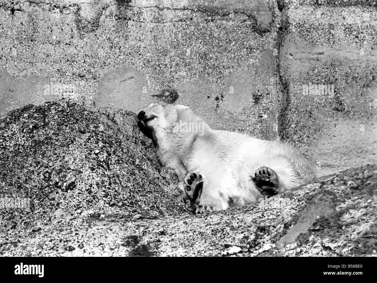 London Zoo's Polar Bear seen here enjoying the recent cold snap ...