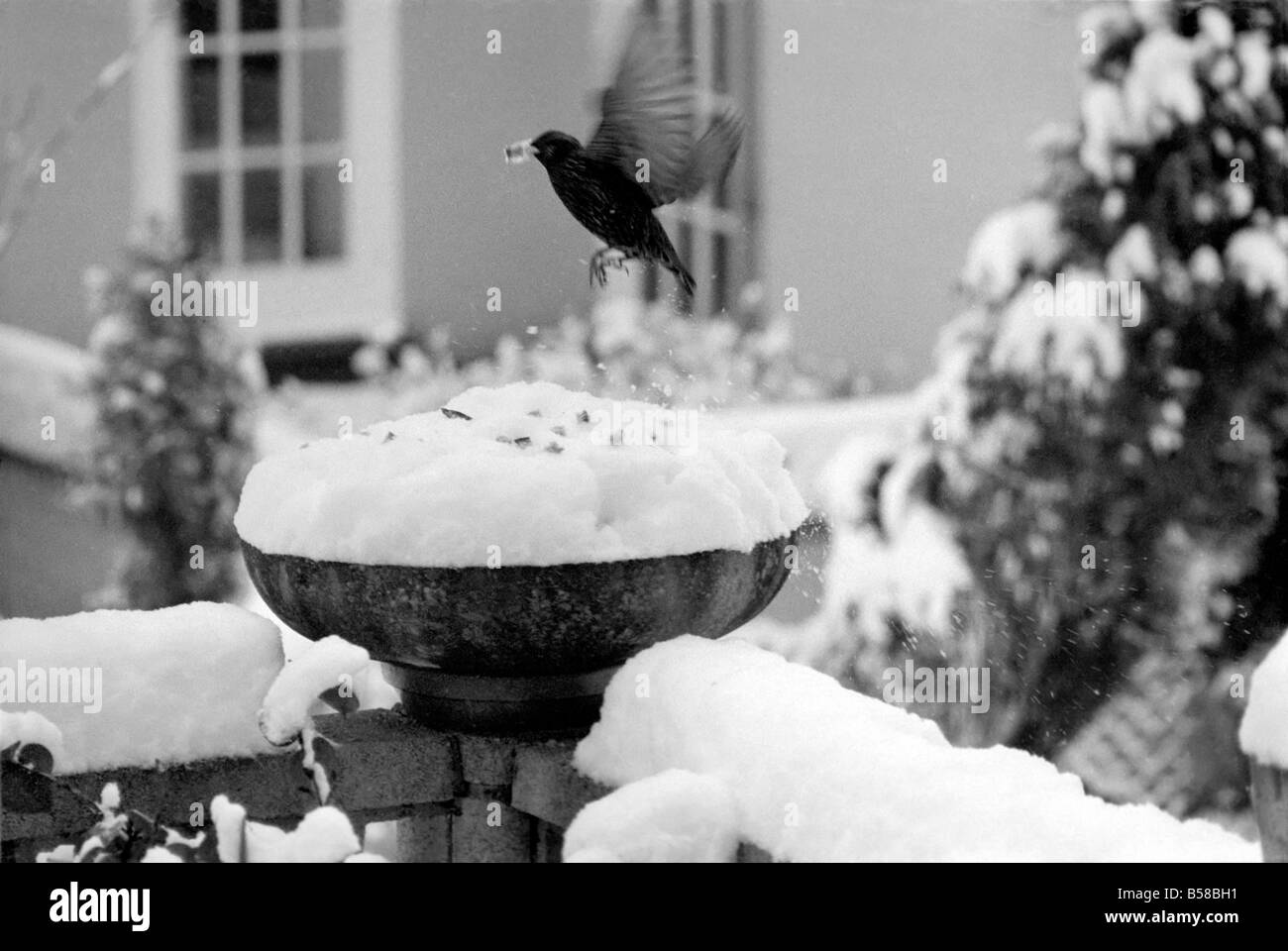 Bird table birds Black and White Stock Photos & Images - Alamy