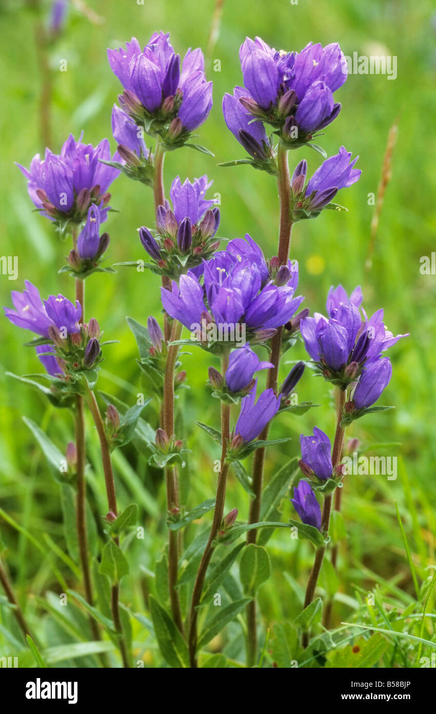 Clustered Bellflower Campanula glomerata Stock Photo - Alamy