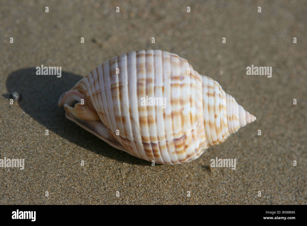 seashell closeup on the beach Stock Photo - Alamy